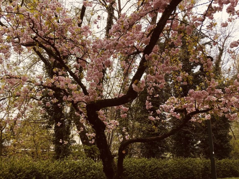 Por las ramas ⋆ Blog sobre árboles ⋆